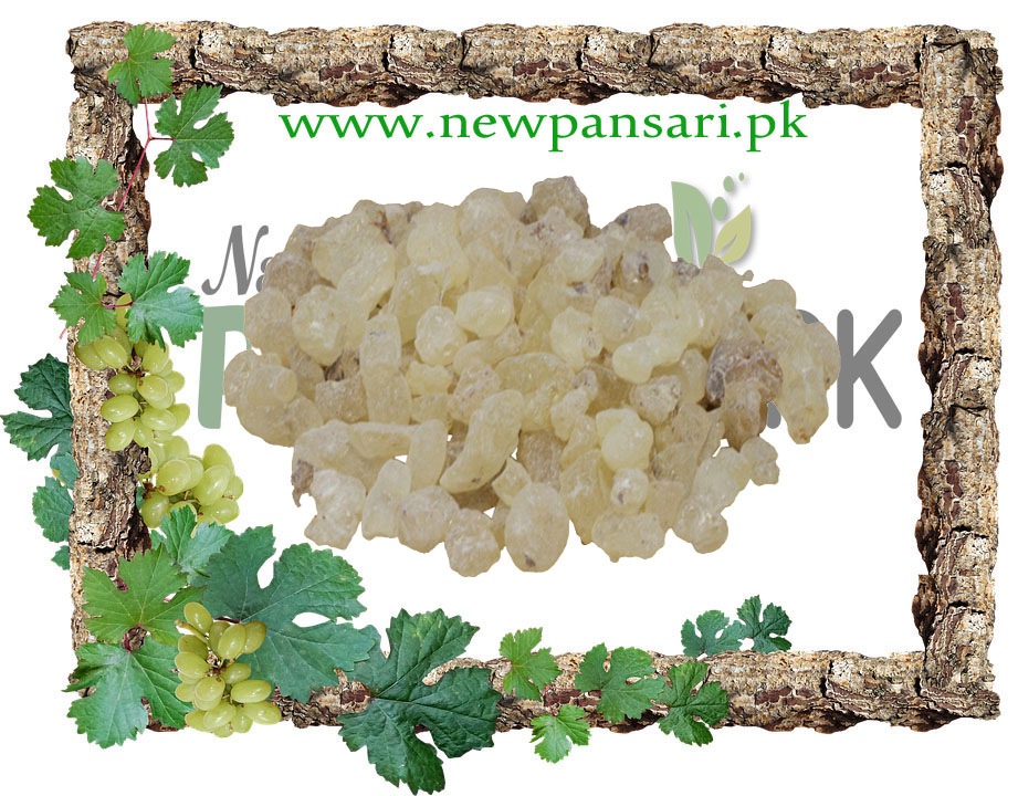 Black Dammar (Chandras) - New Pansari