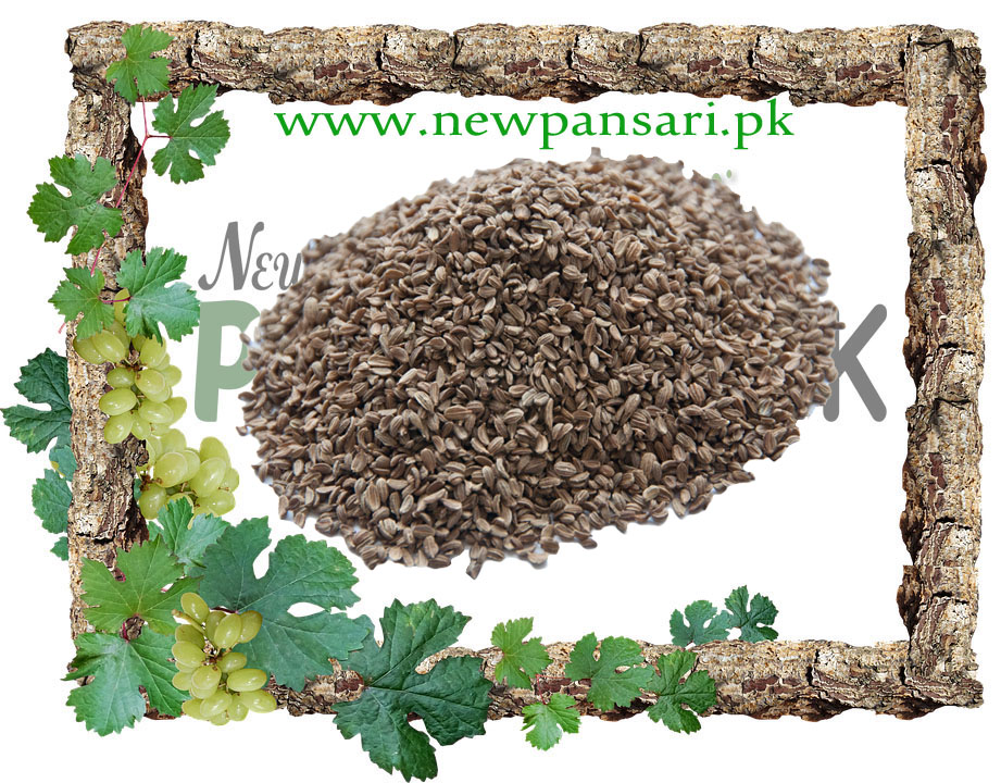 Carrot Seeds (Tukhm-e-Gajar) - New Pansari