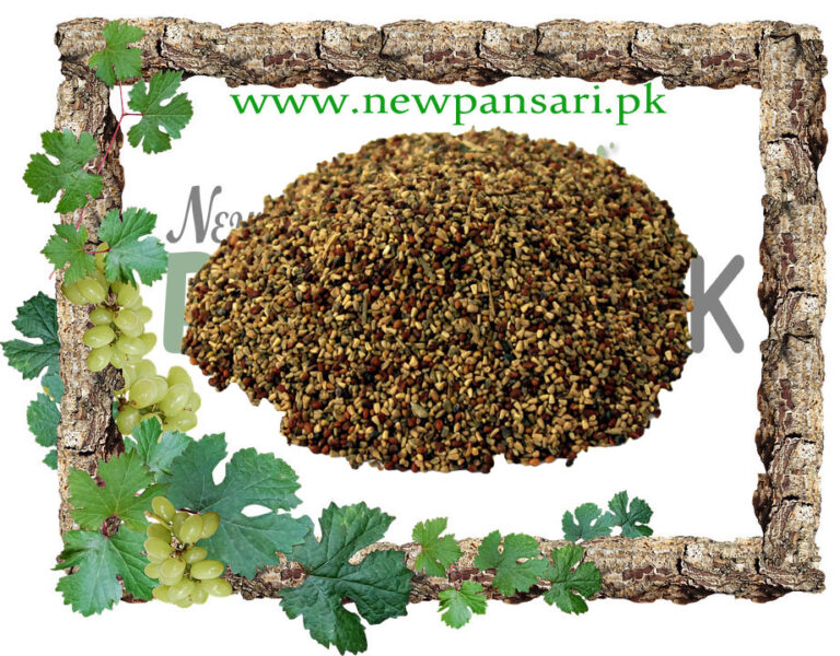 Chicory Seeds (Tukhm-e-Kasni) - New Pansari