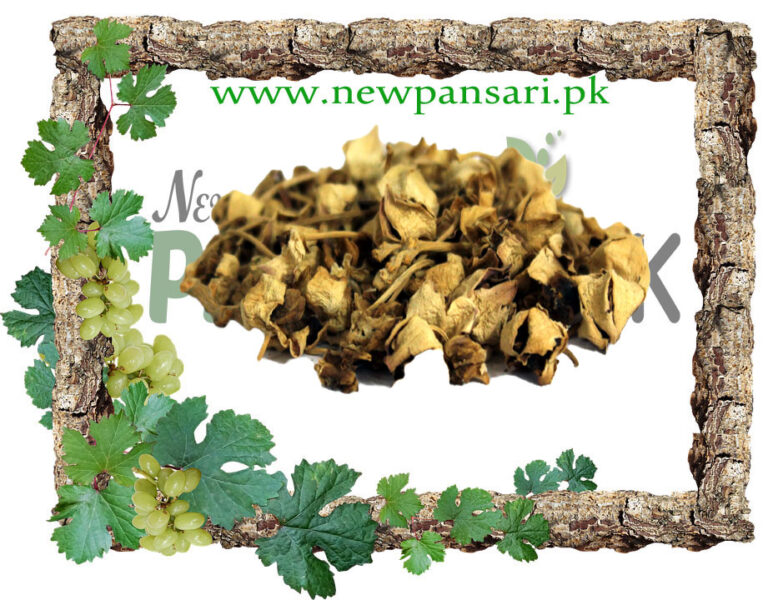 Crown Flower (Gul Madar) - New Pansari