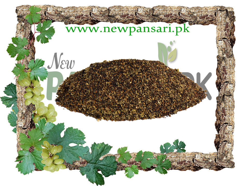 Elephant Creeper (Samandar Sogh) - New Pansari