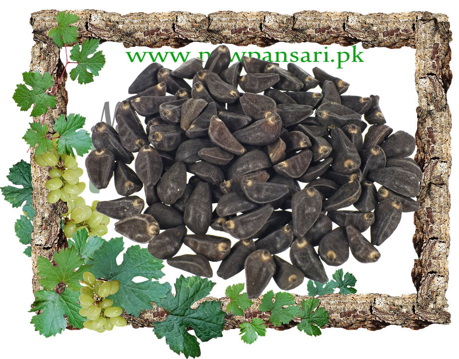 Japanese Morning Glory Seeds (Tukhm-e-Neel) - New Pansari