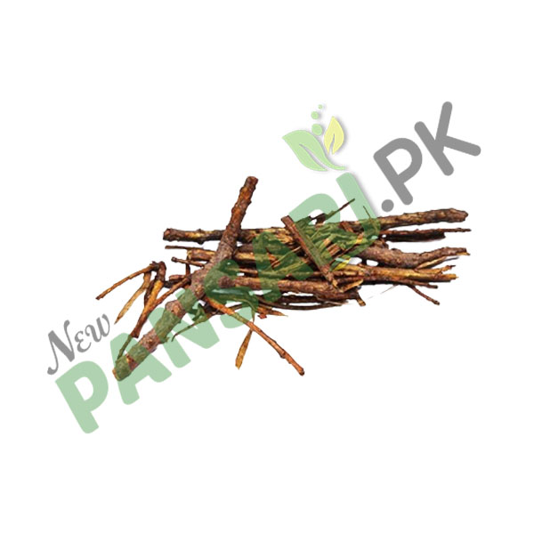 Many Spiked Flacorita (Zarnab) - New Pansari