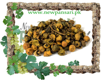 Wild Egg Plant (Bhat Katiya) - New Pansari