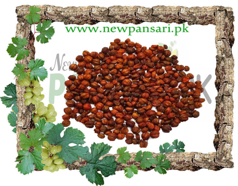 Dry Malkangani Tree Celastrus Paniculatus - New Pansari