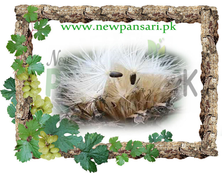 unth katara Milk Thistle ( Ount Katara ) اونٹ کٹارا - New Pansari